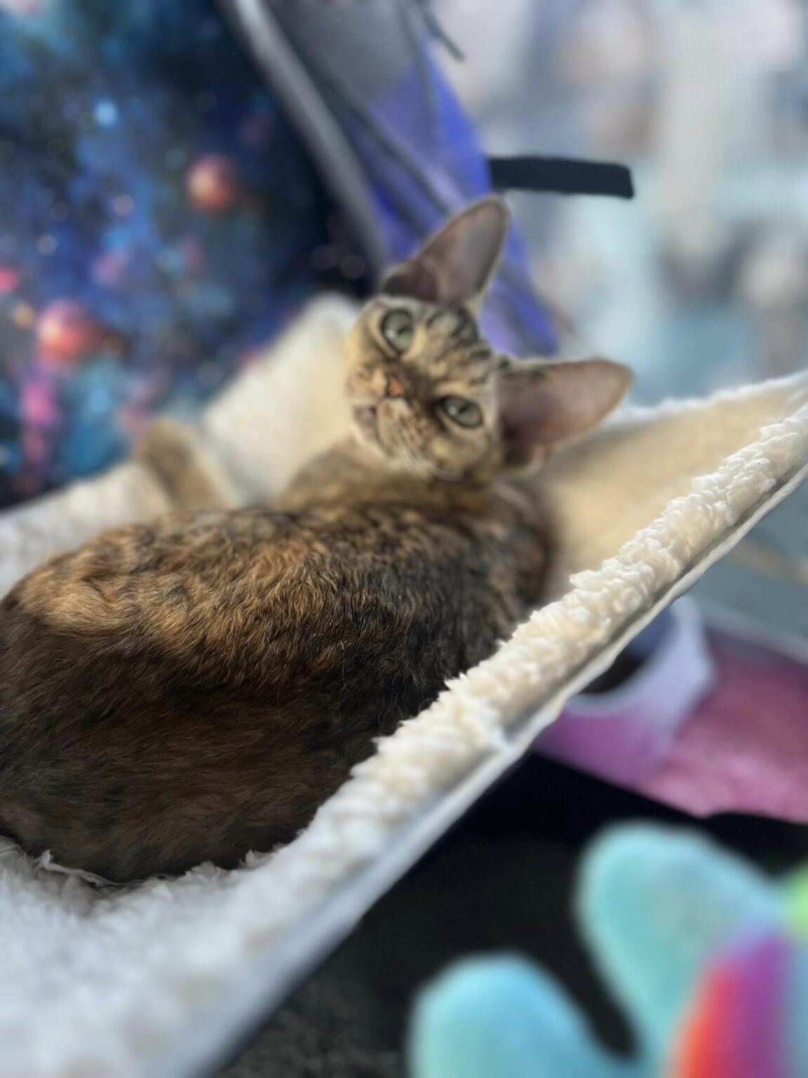 Kingdom of Cats